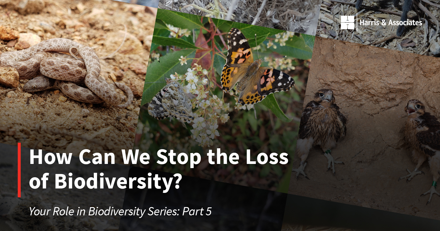 How Can We Stop the Loss of Biodiversity? - Harris & Associates